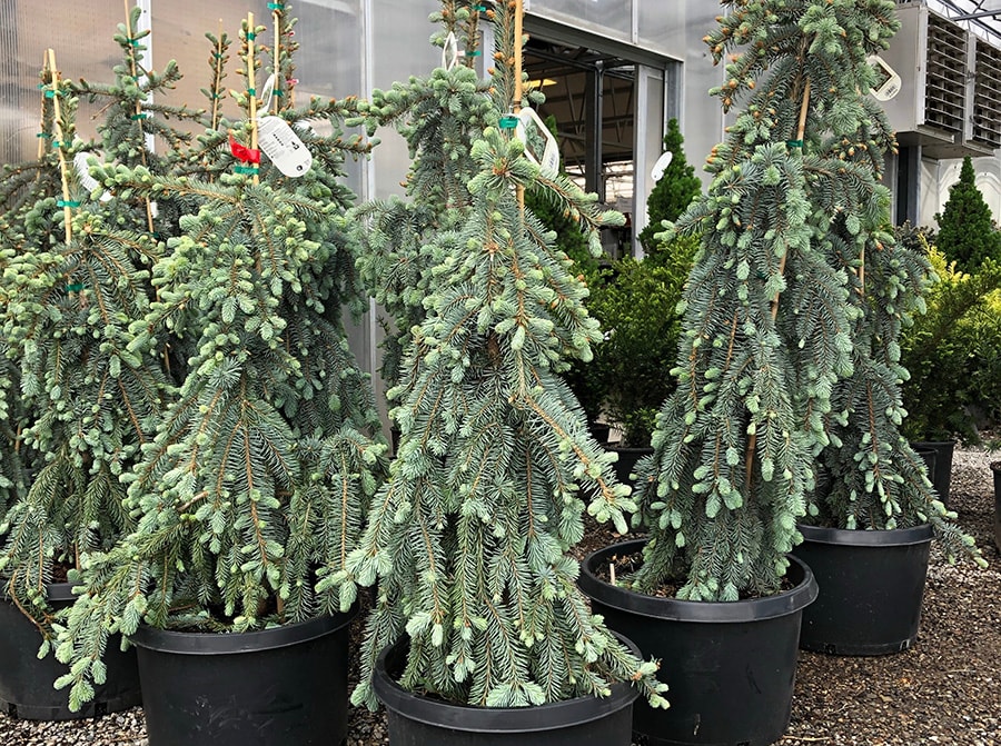 Specialty evergreens are extraordinary. Here’s why.