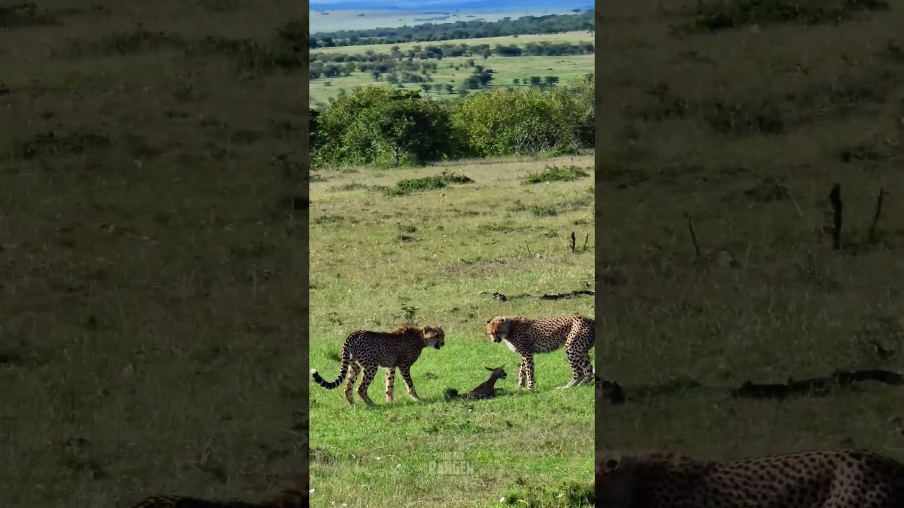 Young cheetahs practice hunting skills in the open wilderness