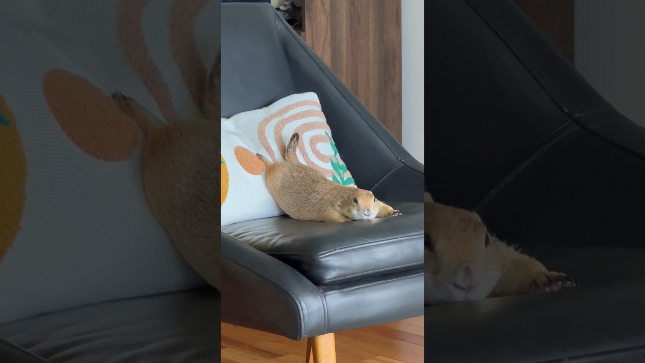 Poppy the Prairie Dog Is Feeling Melty