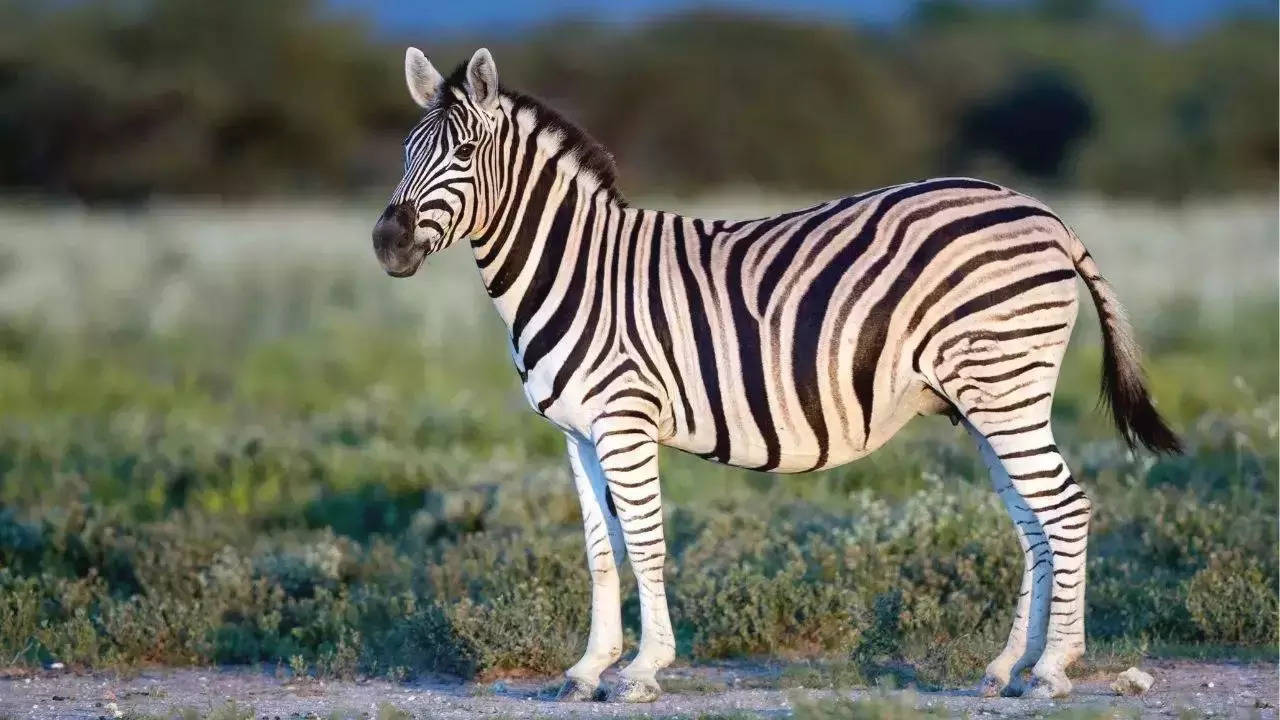 10 mind-blowing zebra facts you never heard before