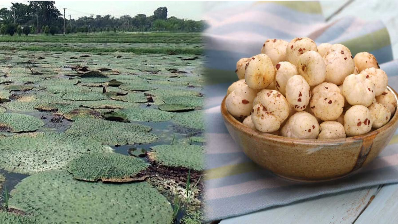 Harvesting Water Lily Nuts for Nutrient-Rich Fox Nuts