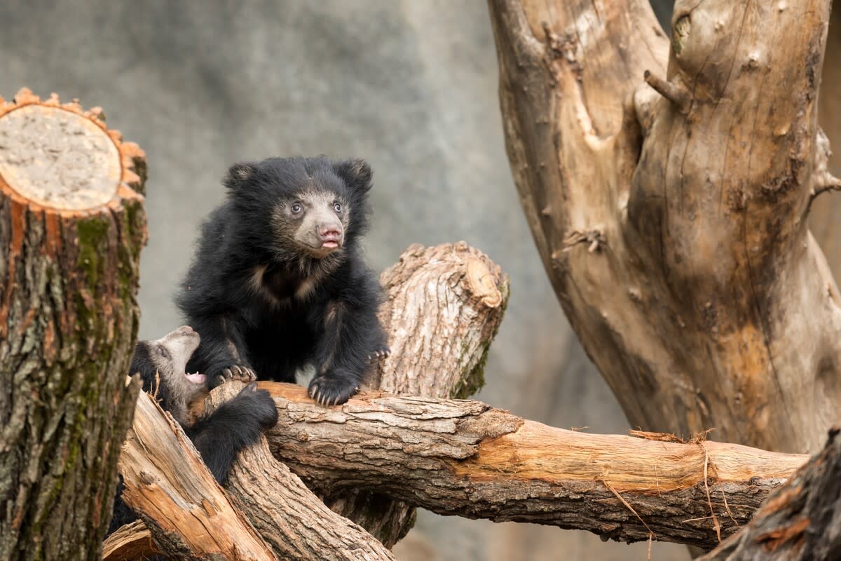 Brand New Sloth Bear Cubs Born at San Diego Zoo Are Stealing Hearts ...