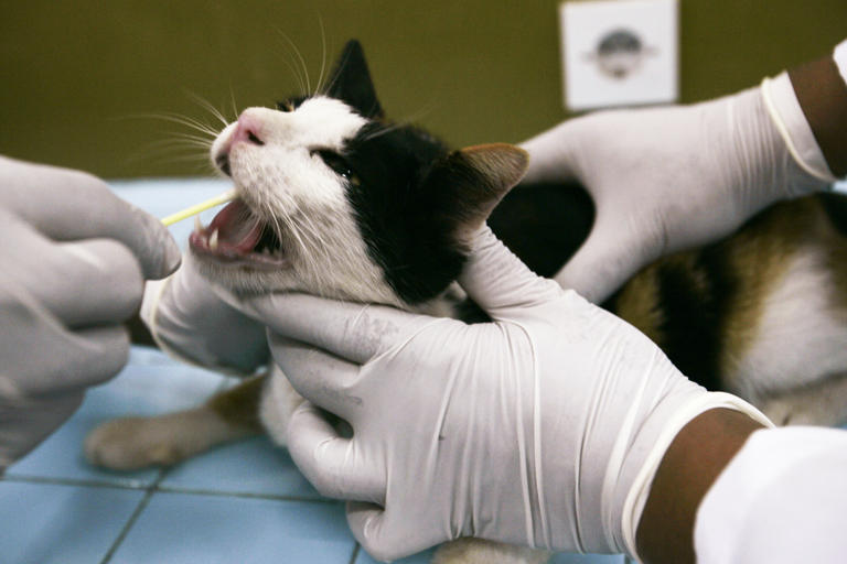 Bird Flu Cases in Household Cats Spark Raw Pet Food Warning