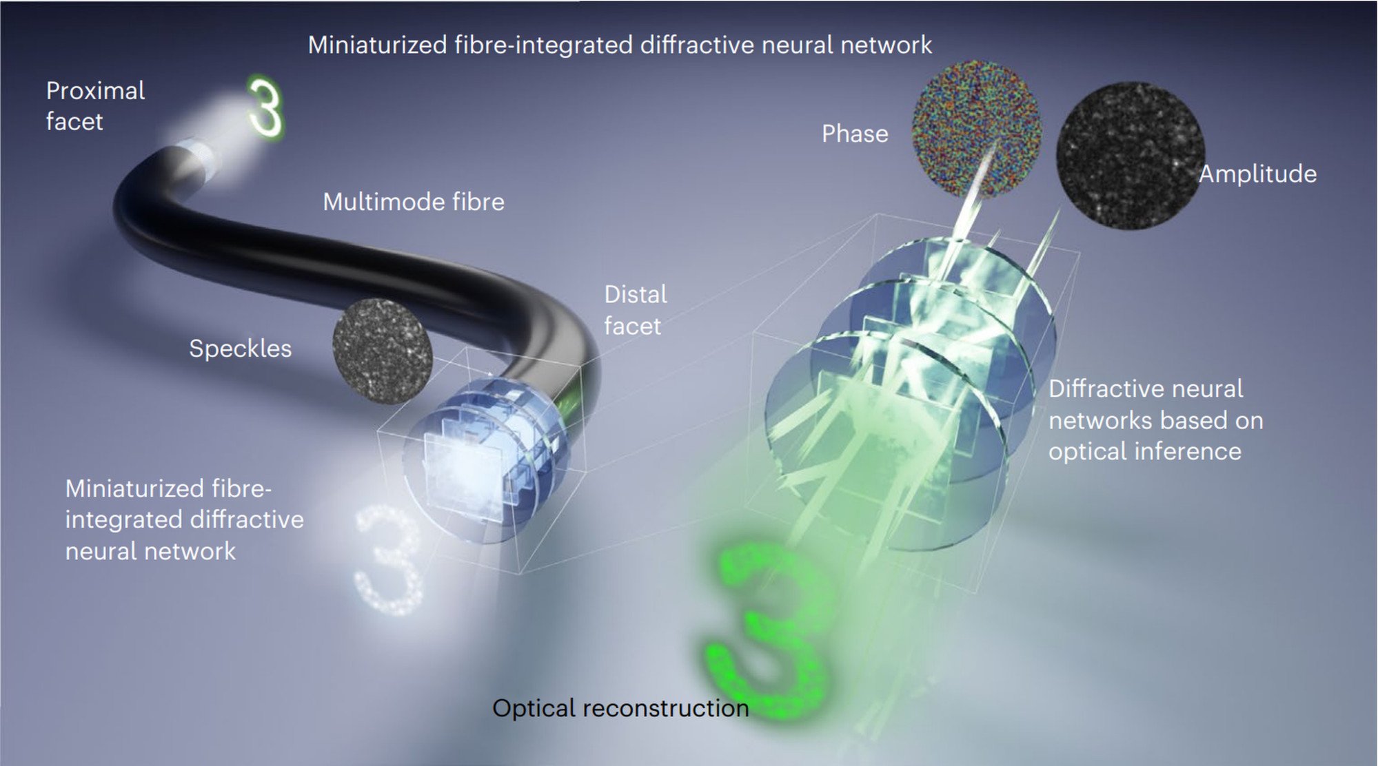 Super-thin optical fibre could be used to check nerve cells in the ...