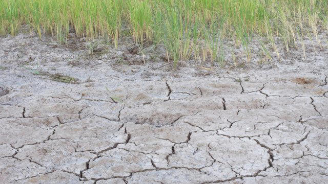 Scientists issue worrying warning about the world's cropland: 'It's ...