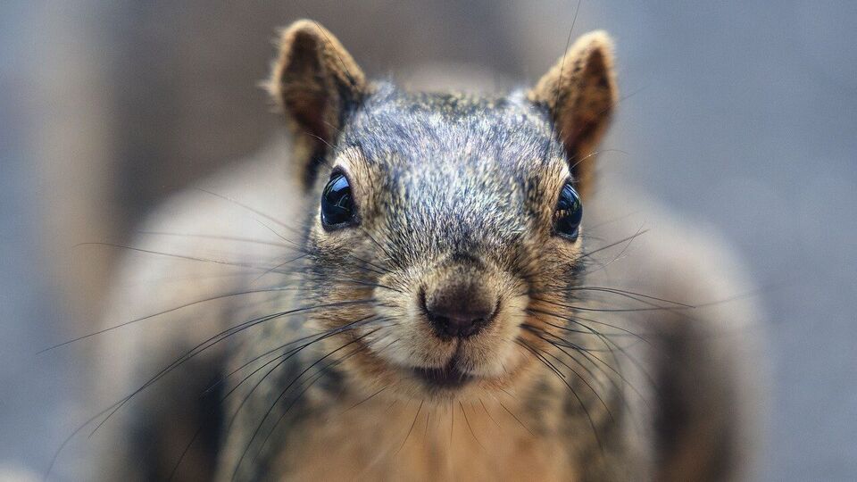Watch: Rare flying squirrel captured on camera, revealing diversity of ...