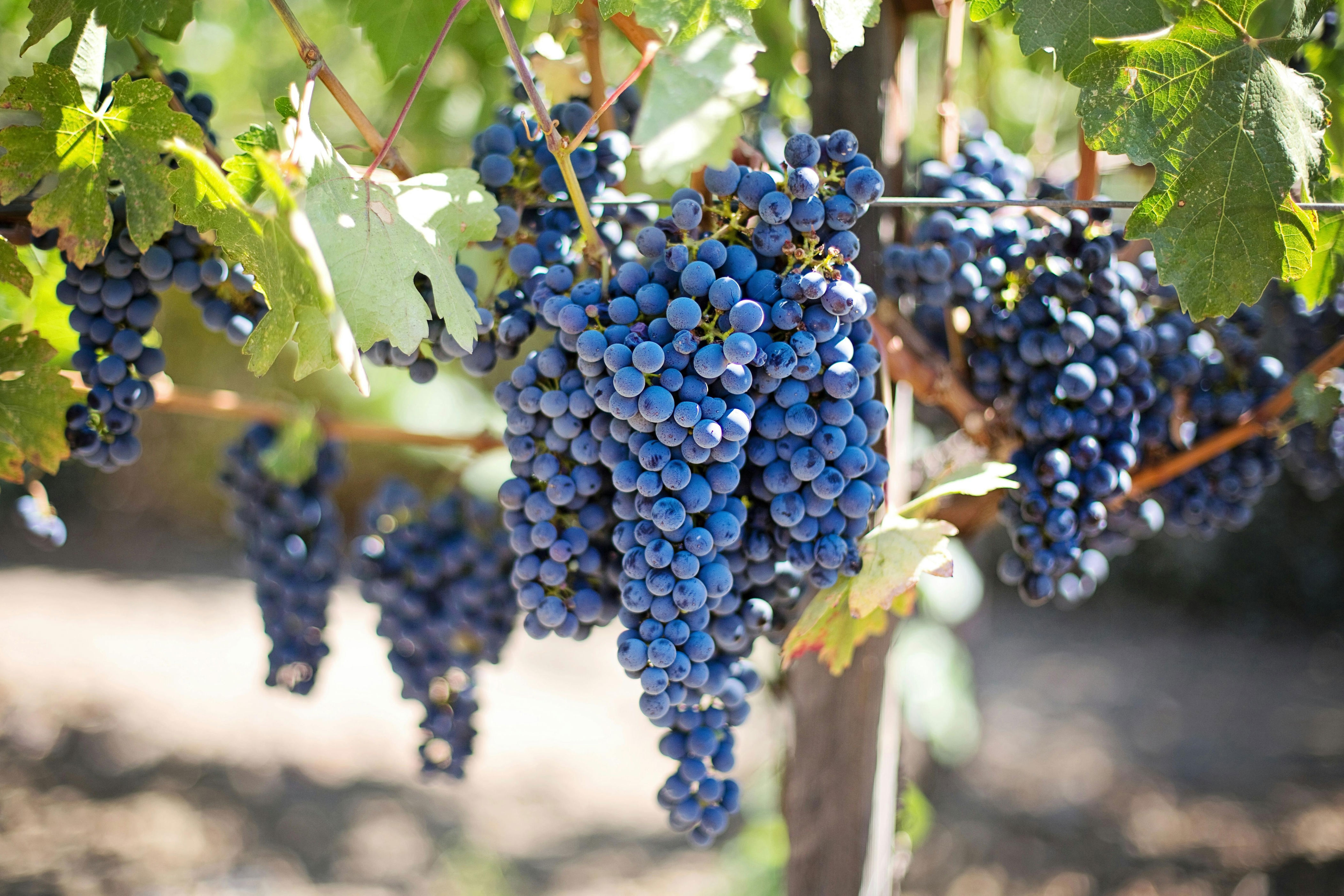 5 reasons to add grapes to your daily diet