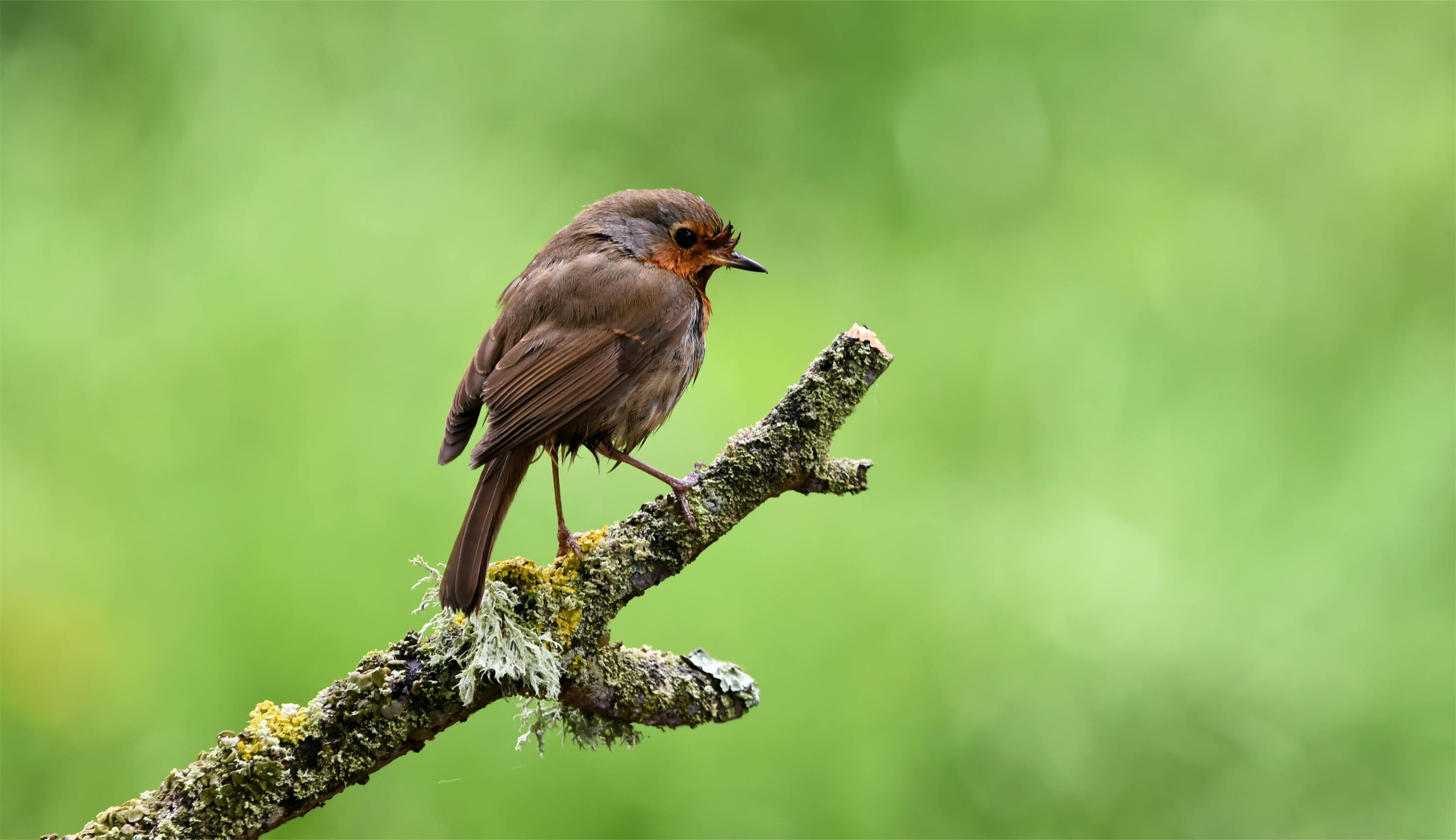 6 colorful robins found in Australia