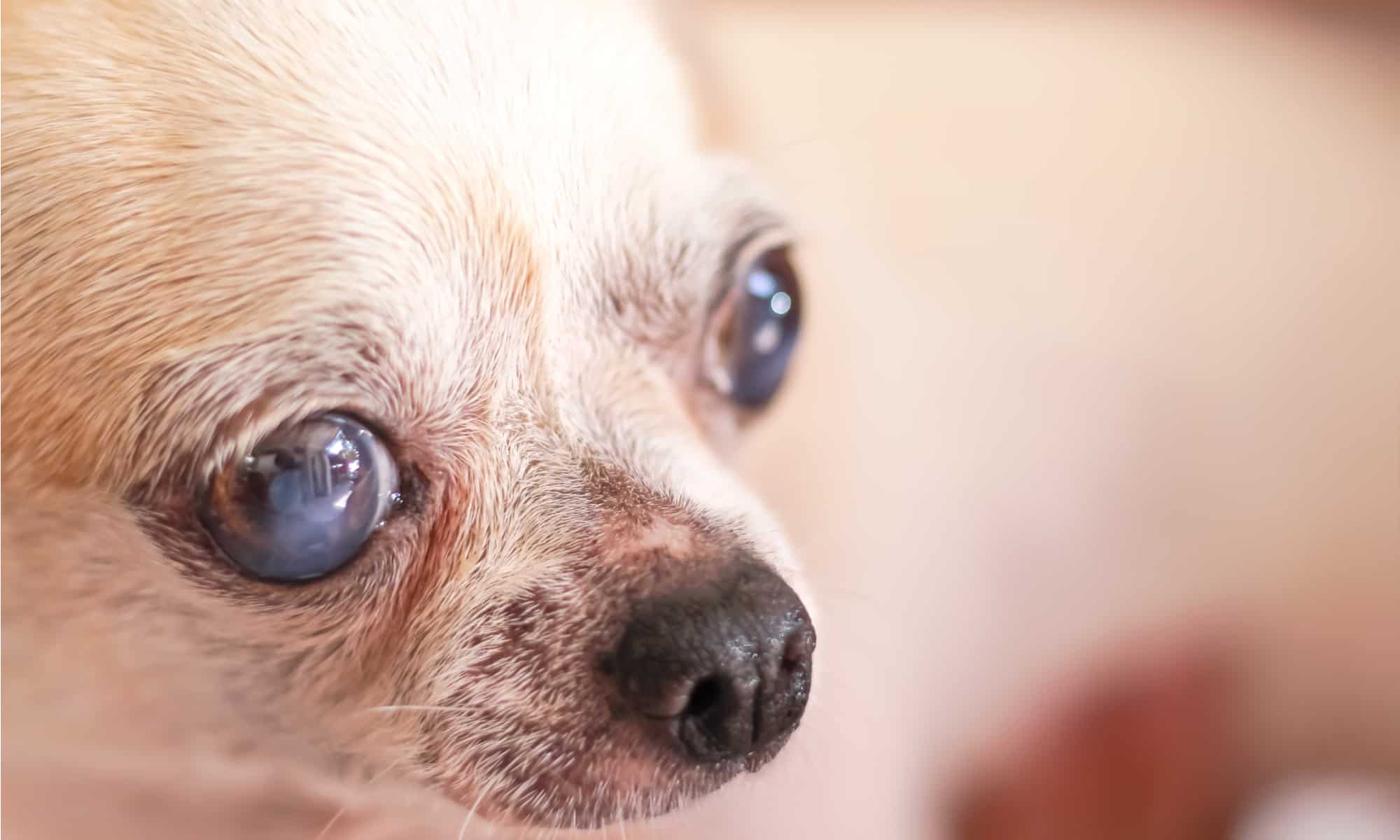 Meet the Oldest Dogs Ever Recorded