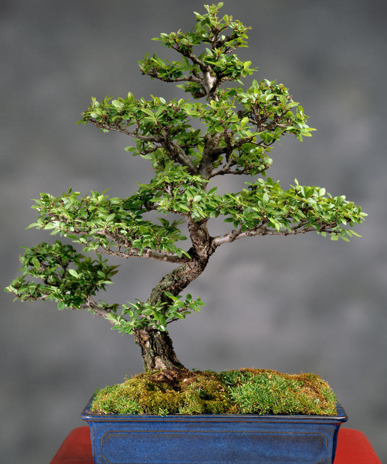 All Bonsai Trees Are Beautiful, but Each Type Has Its Own Distinct ...