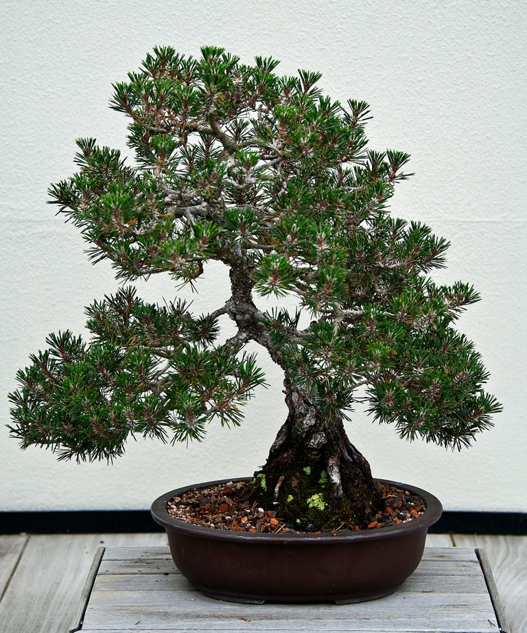 All Bonsai Trees Are Beautiful, but Each Type Has Its Own Distinct ...
