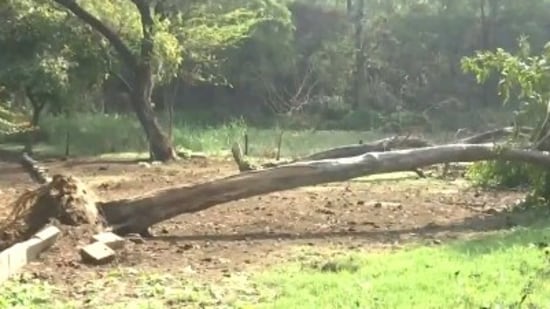 Delhi earthquake topples 25-year-old tree at Dhaula Kuan's 'Jheel Park ...