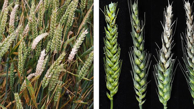 Wheat crops are dying, and scientists just found out why — here's what ...