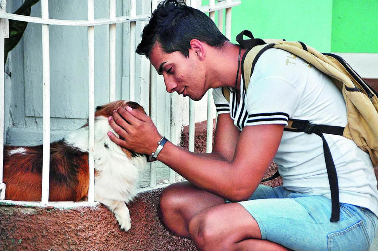 The rise of passive adoption: Supporting animals without bringing them home