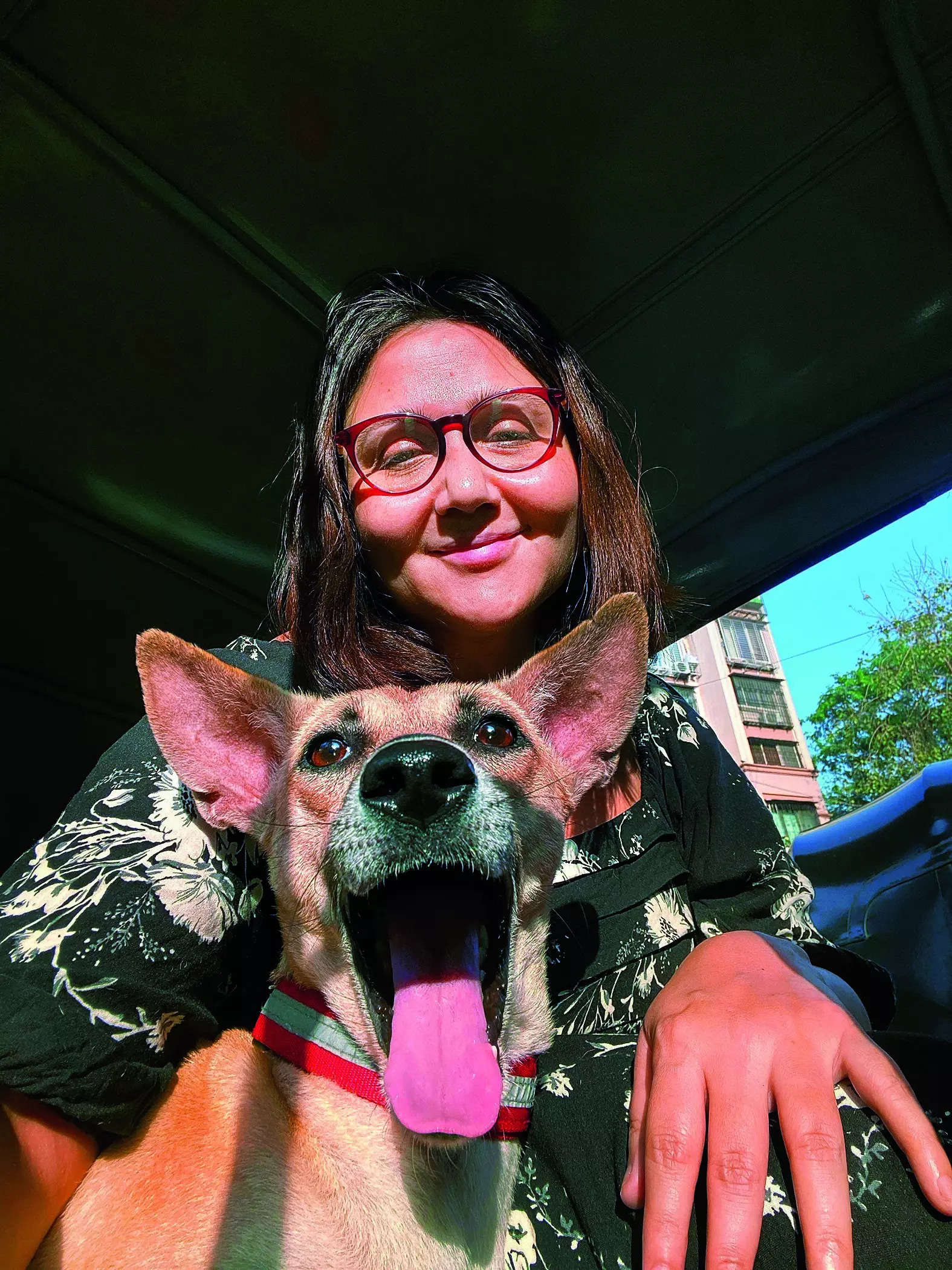 The rise of passive adoption: Supporting animals without bringing them home