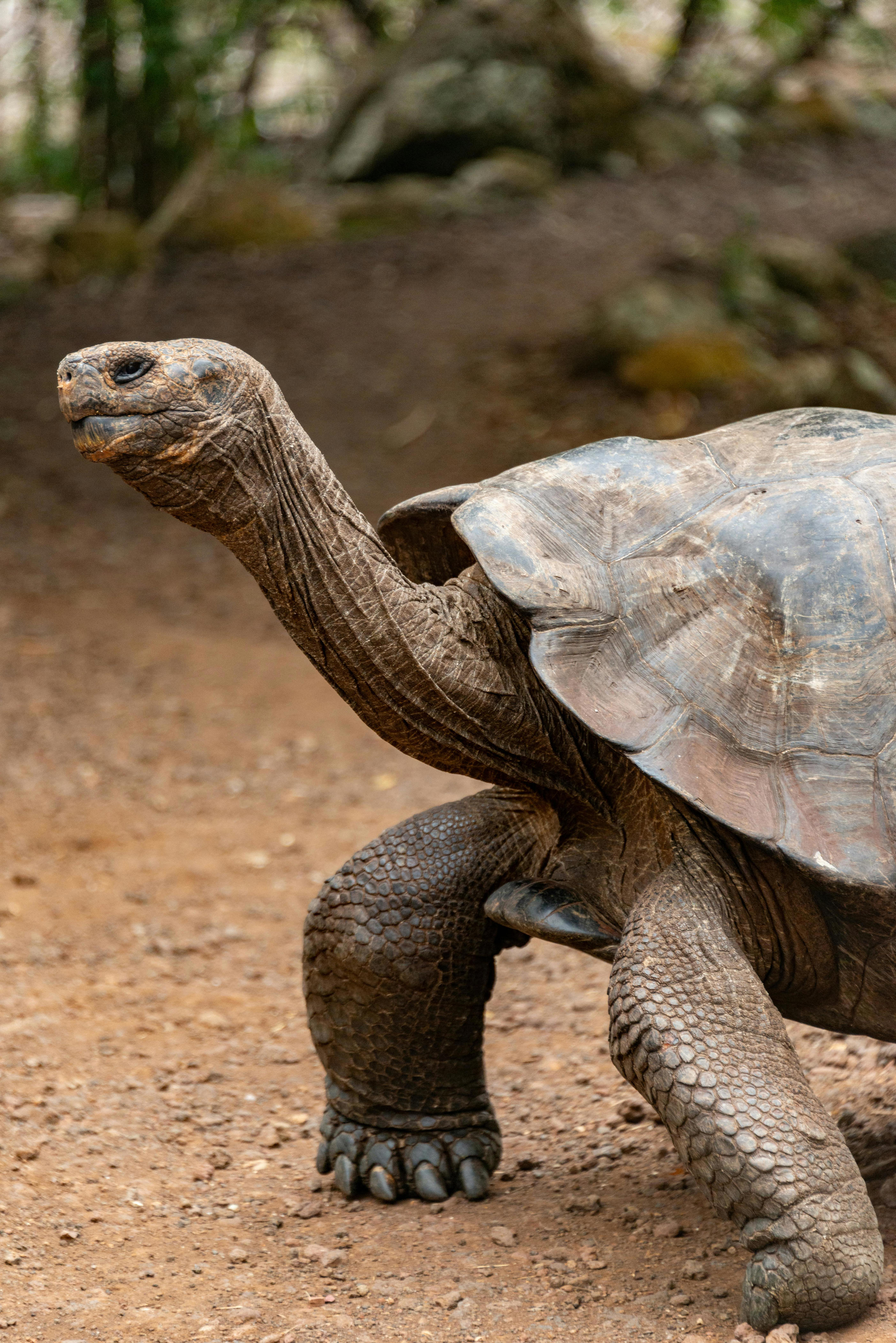 Top 5 longest-living animals on Earth