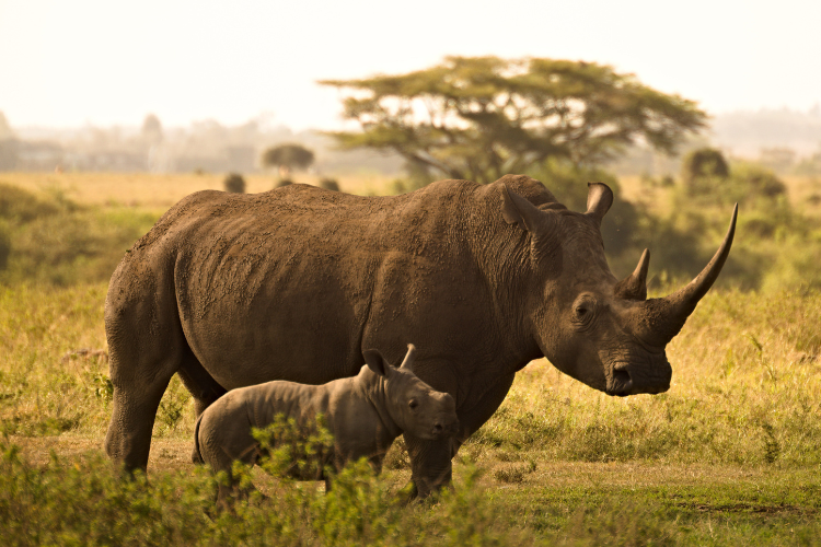 10 Animals Going Extinct We Could Lose Forever in 2025