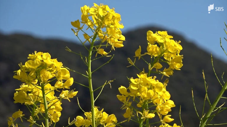 Gators Complete Run-Rule Sweep of Dayton