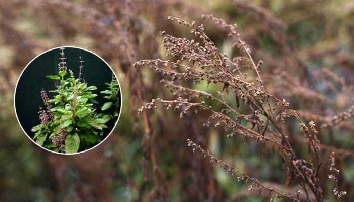 How To Save A Dying Tulsi Plant: Tips To Revive And Make It Healthy