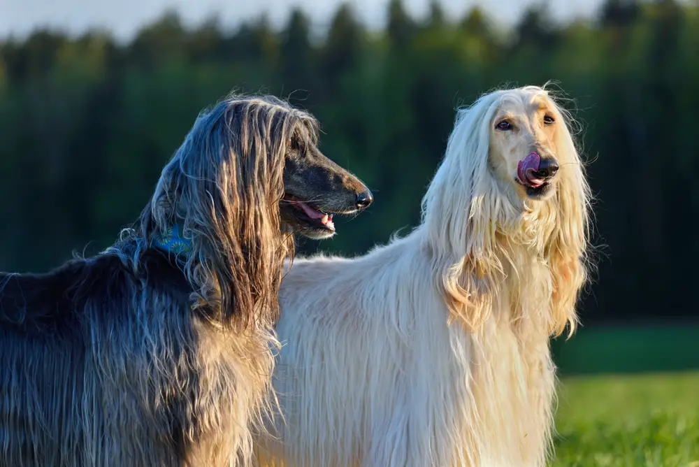 Surprisingly standoffish dog breeds that may not suit those craving ...