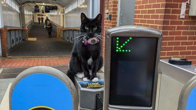 'Adventurous' cat catches train for day-trip to London without owner's ...