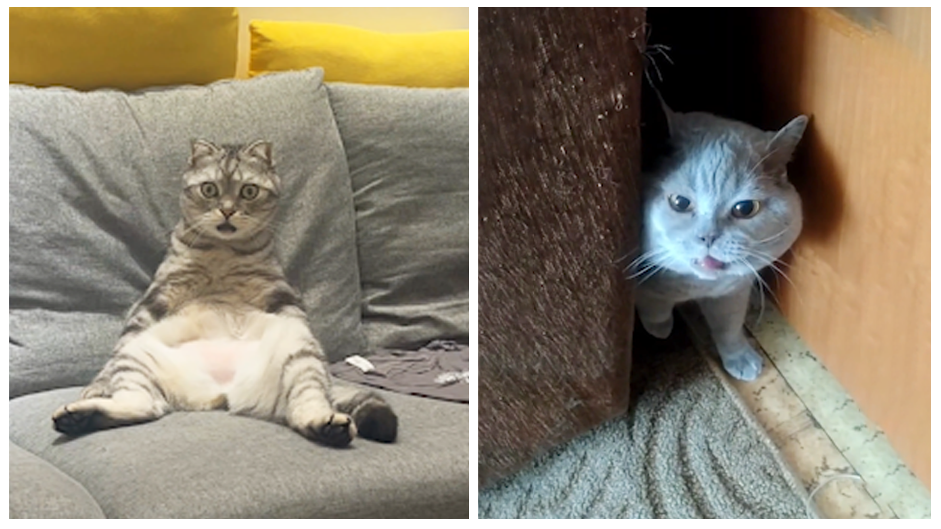 Funny and random things our cat does! 😹🐾