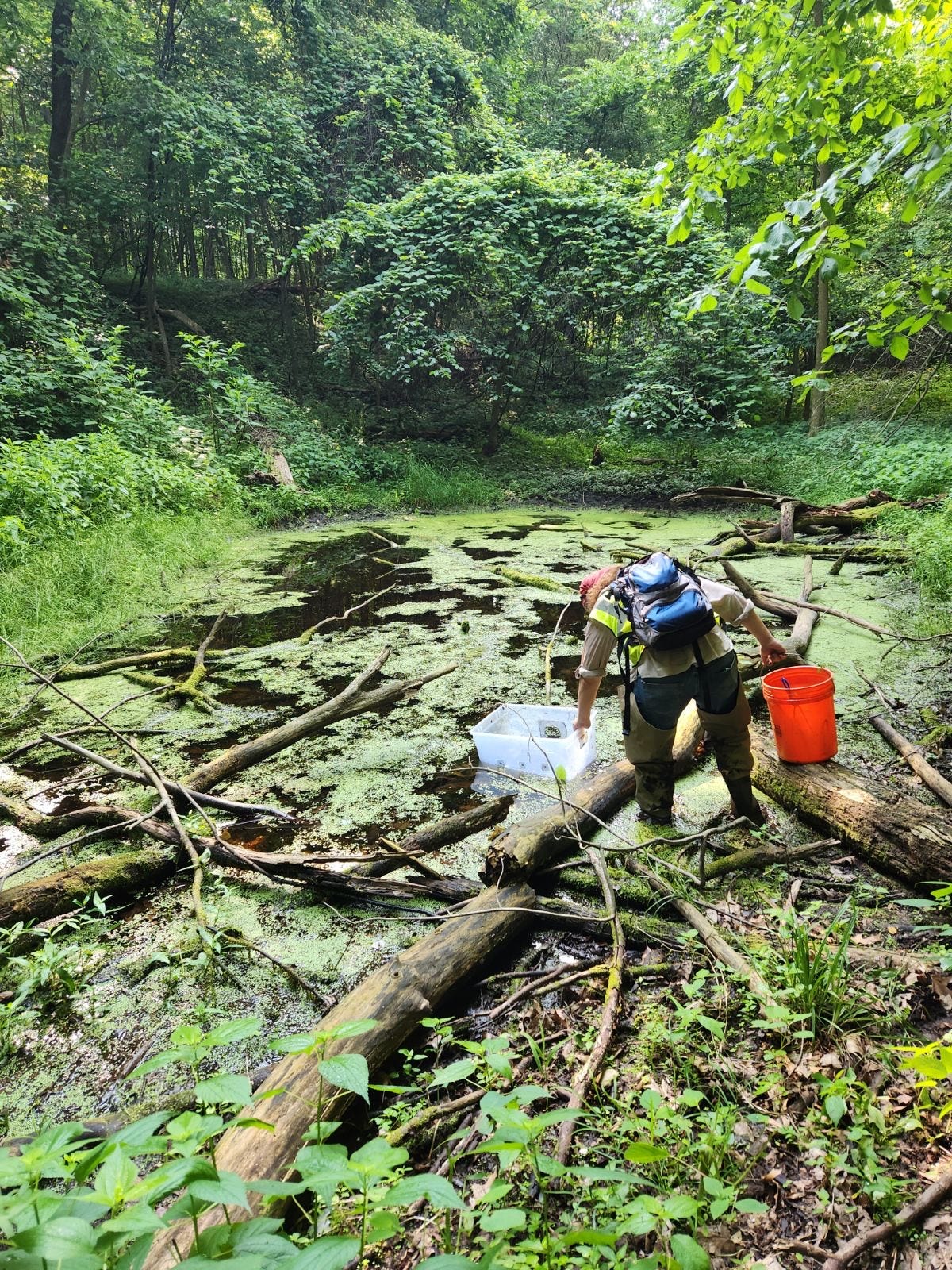 Indiana's disappearing frogs | Opinion
