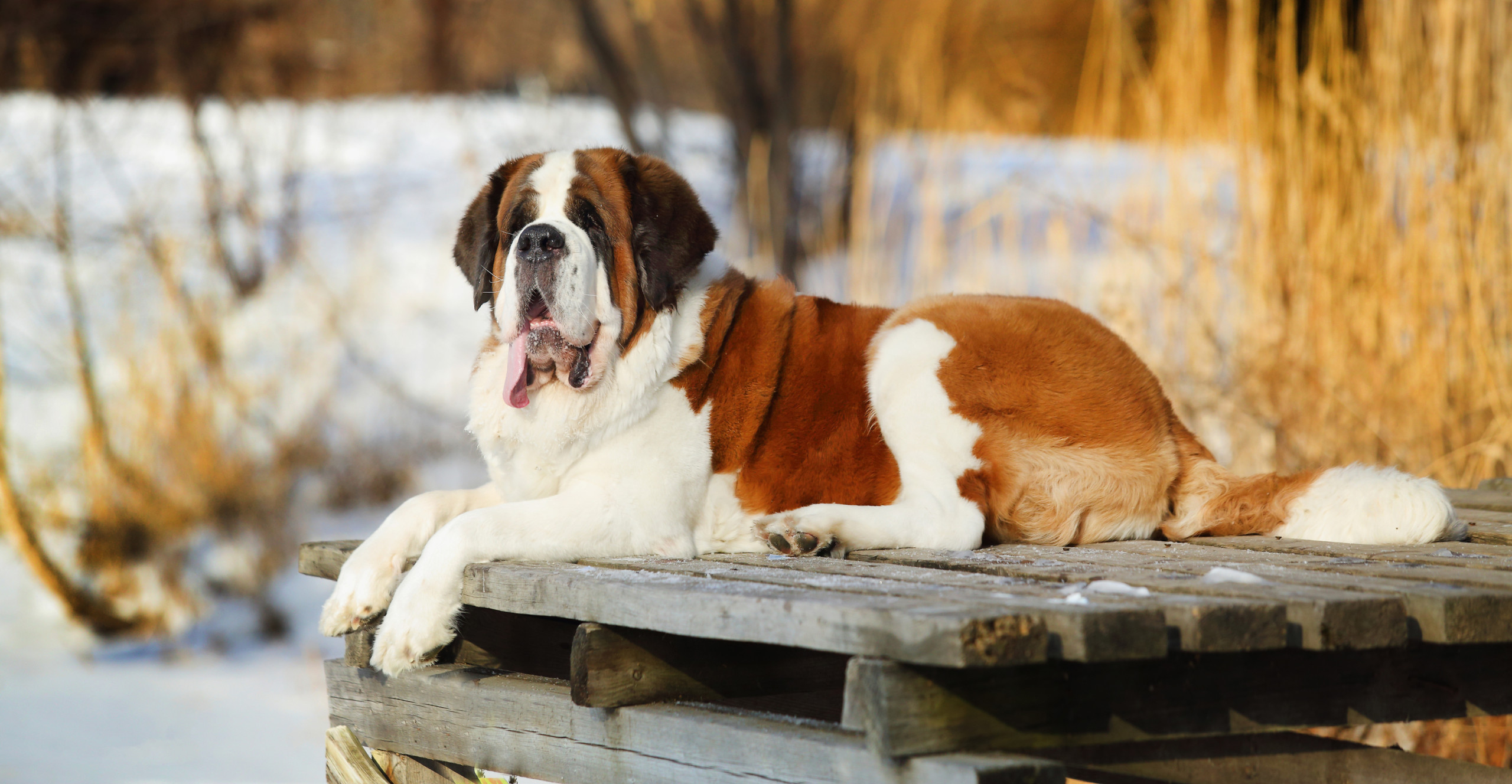 The laziest (and most active) dog breeds, ranked