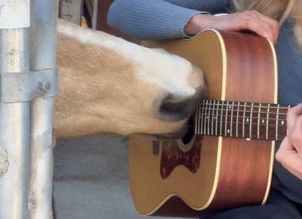 Music-Loving Horse Strums Guitar on California Farm