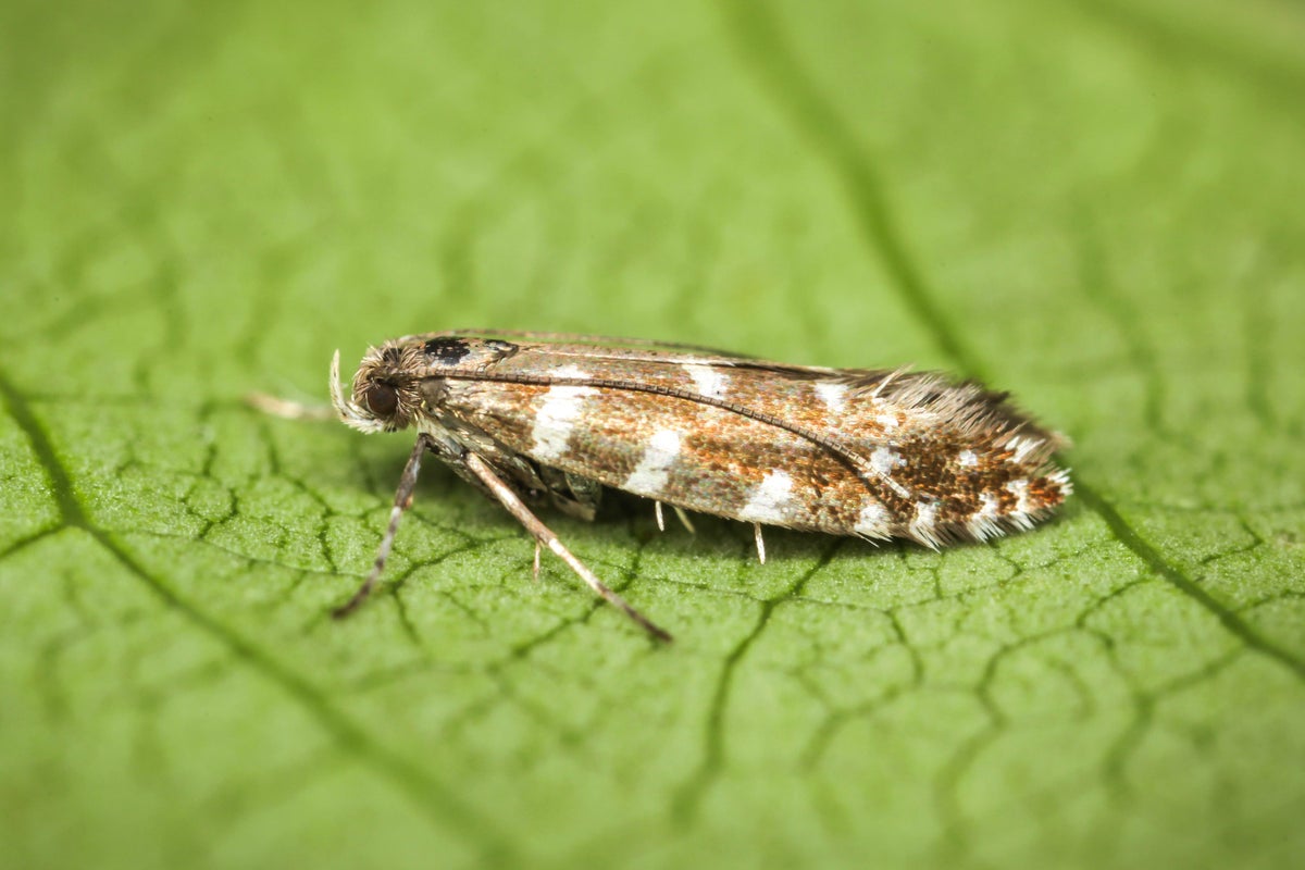 Nature lovers urged to join hunt for rare miniscule moth in Scottish ...