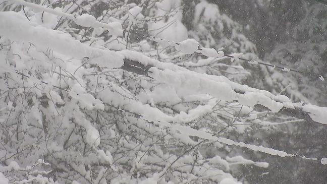 CMP warns of potential power outages due to strong winds