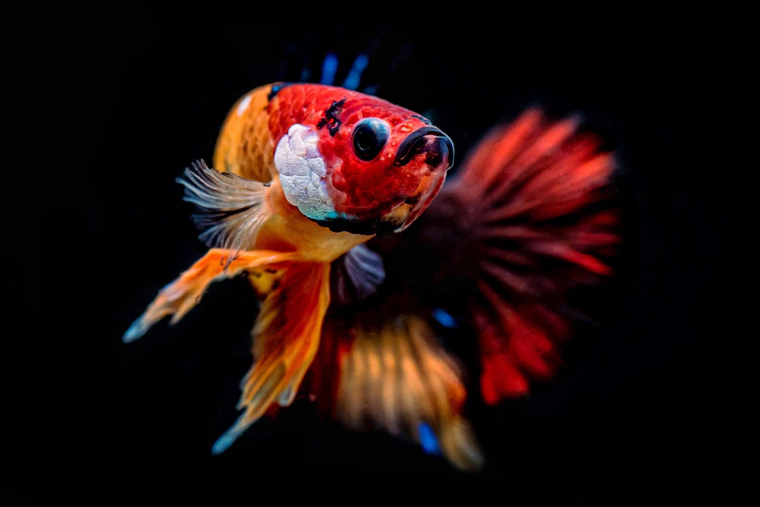 The Oldest Koi Fish Lived for Over 200 Years