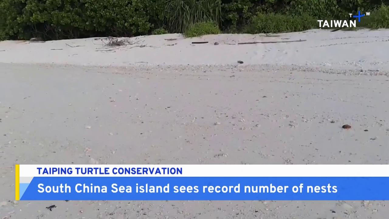 Green Sea Turtles Make Comeback on Taiping Island in South China Sea - TaiwanPlus News