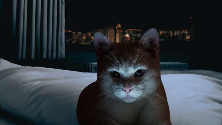 This Is Why Cats Suddenly Go Crazy at Night