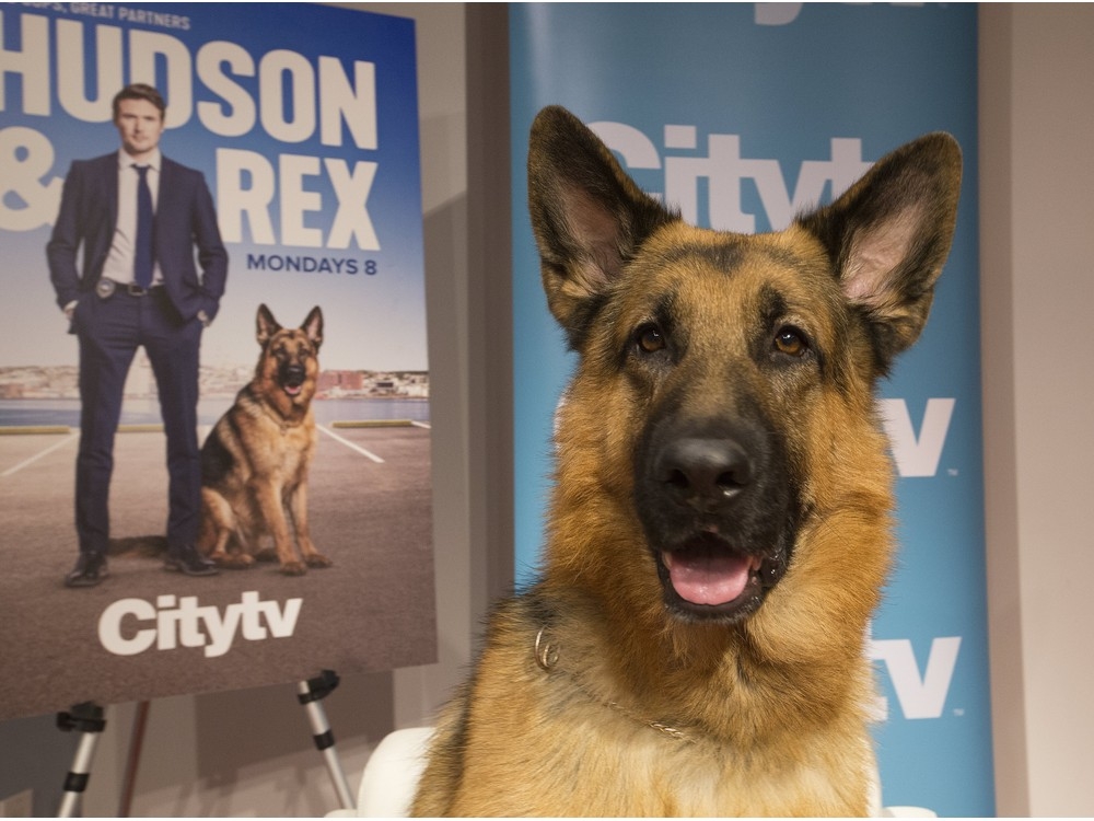 'Hudson and Rex' dog Diesel vom Burgimwald dead at 8: 'A true star'