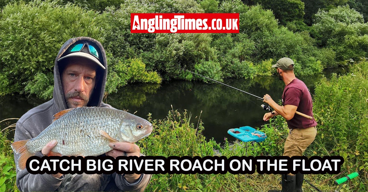 How to catch big river roach on the float