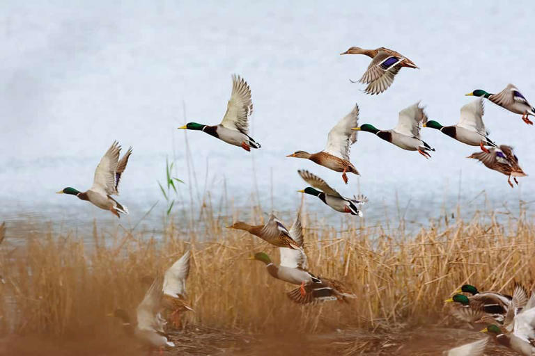 New interactive avian tree of life lets you trace 11,000 bird species ...