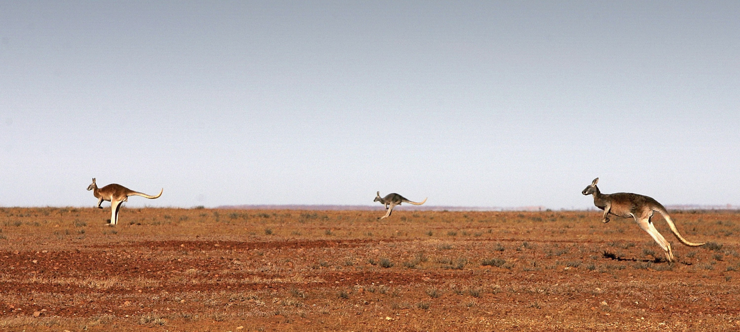 Why don't animals cross the imaginary Wallace Line?