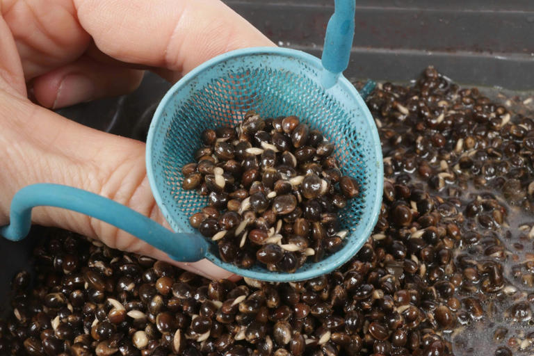 How to catch big river roach on the float