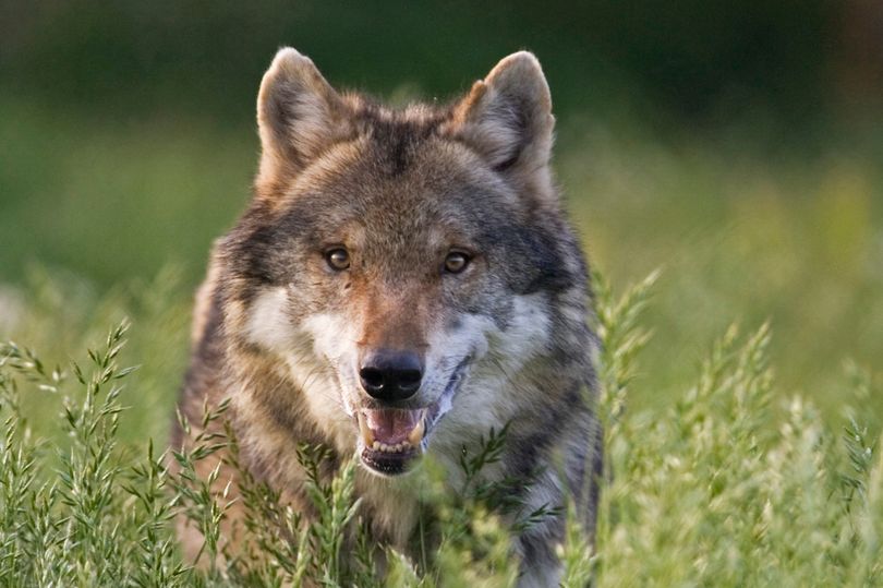 Wolves could run riot across UK countryside as scientists look to solve ...