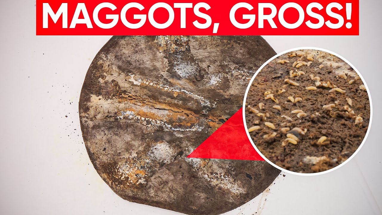 Extreme Rug Cleaning: Maggot-Infested, Food-Spillage Mess
