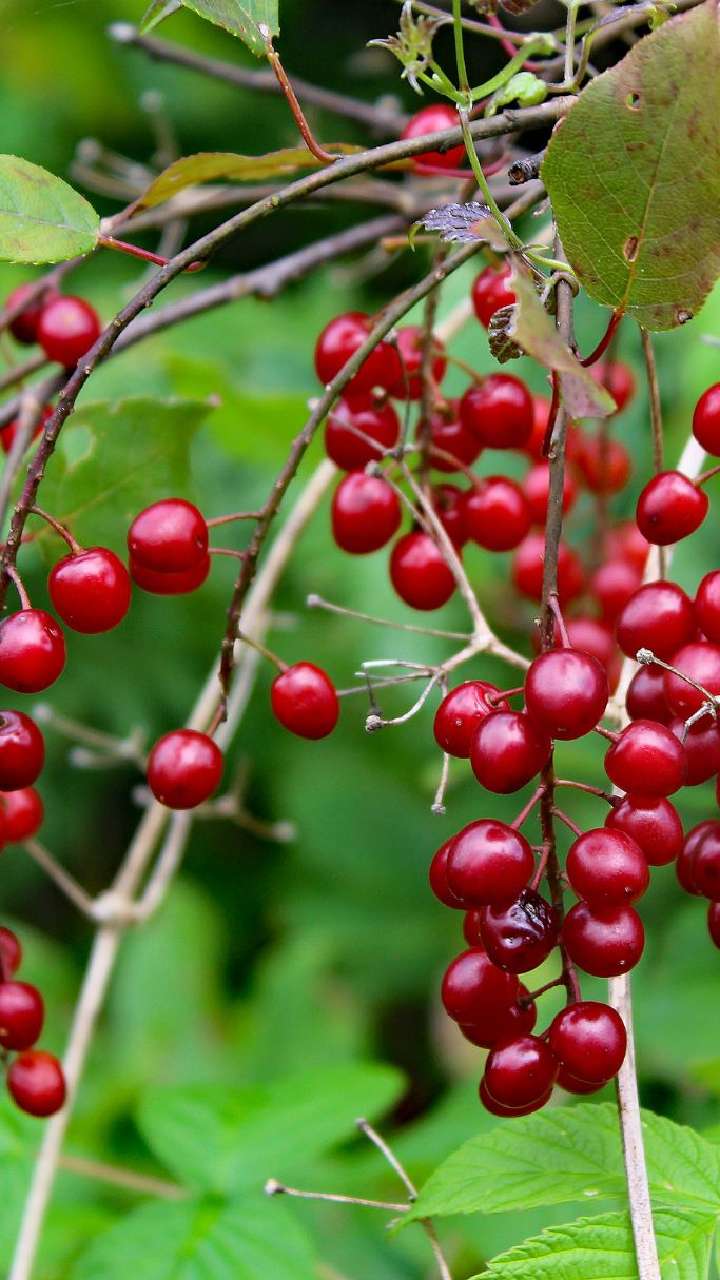 7 Surprising Ways Red Berries Boost Your Skin's Glow