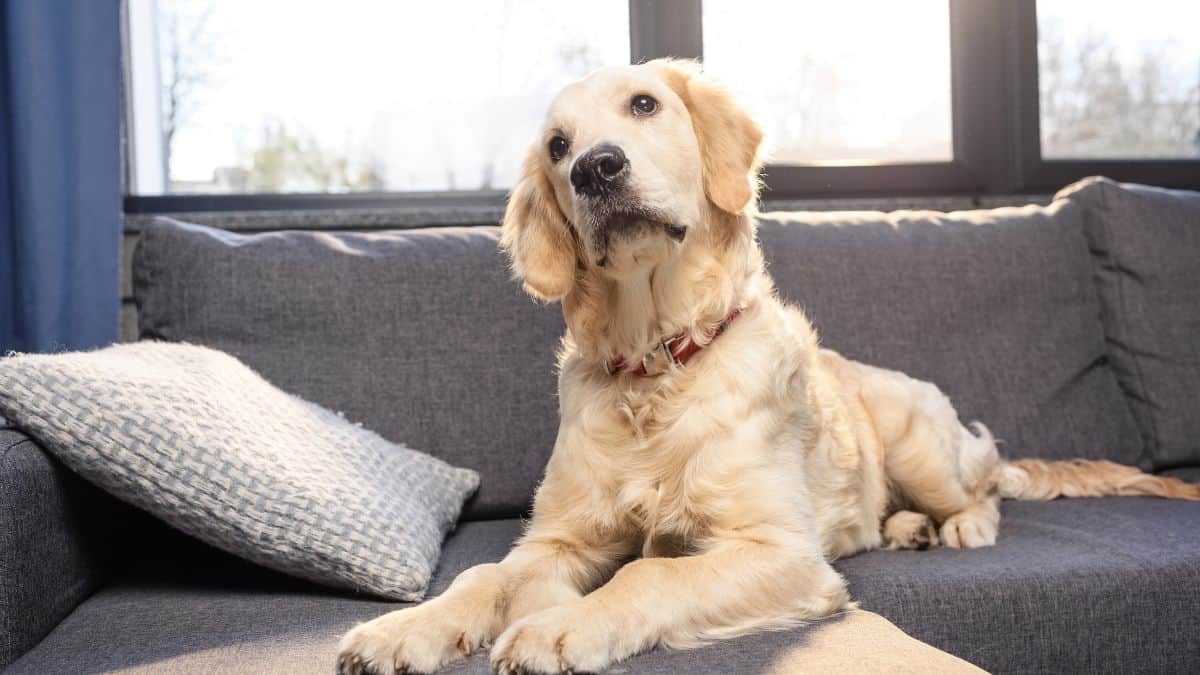 15 Iconic Foods That Cartoons Made Legendary in Real Life