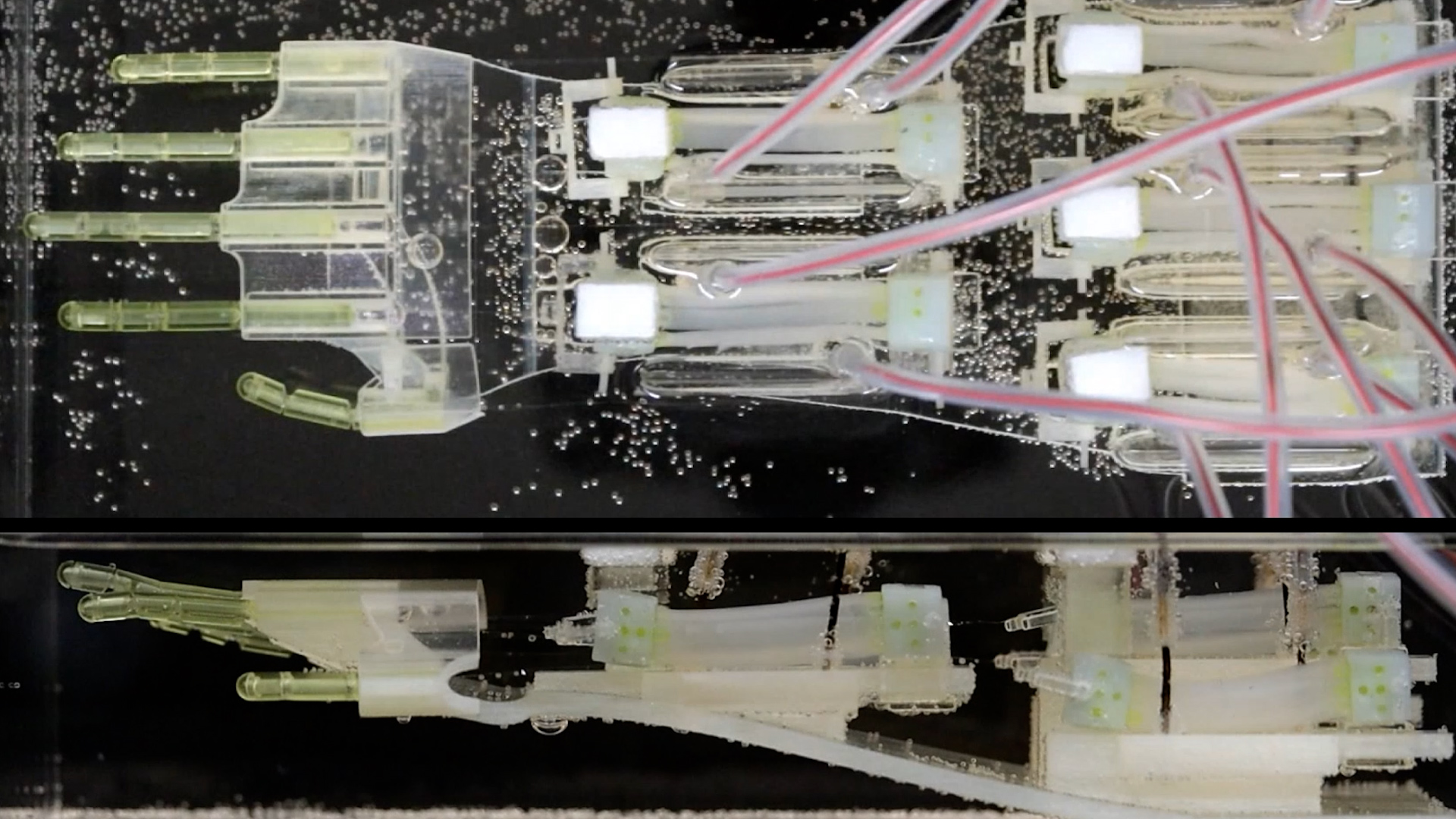 Terminator-like hand that uses lab-grown muscle tissue developed