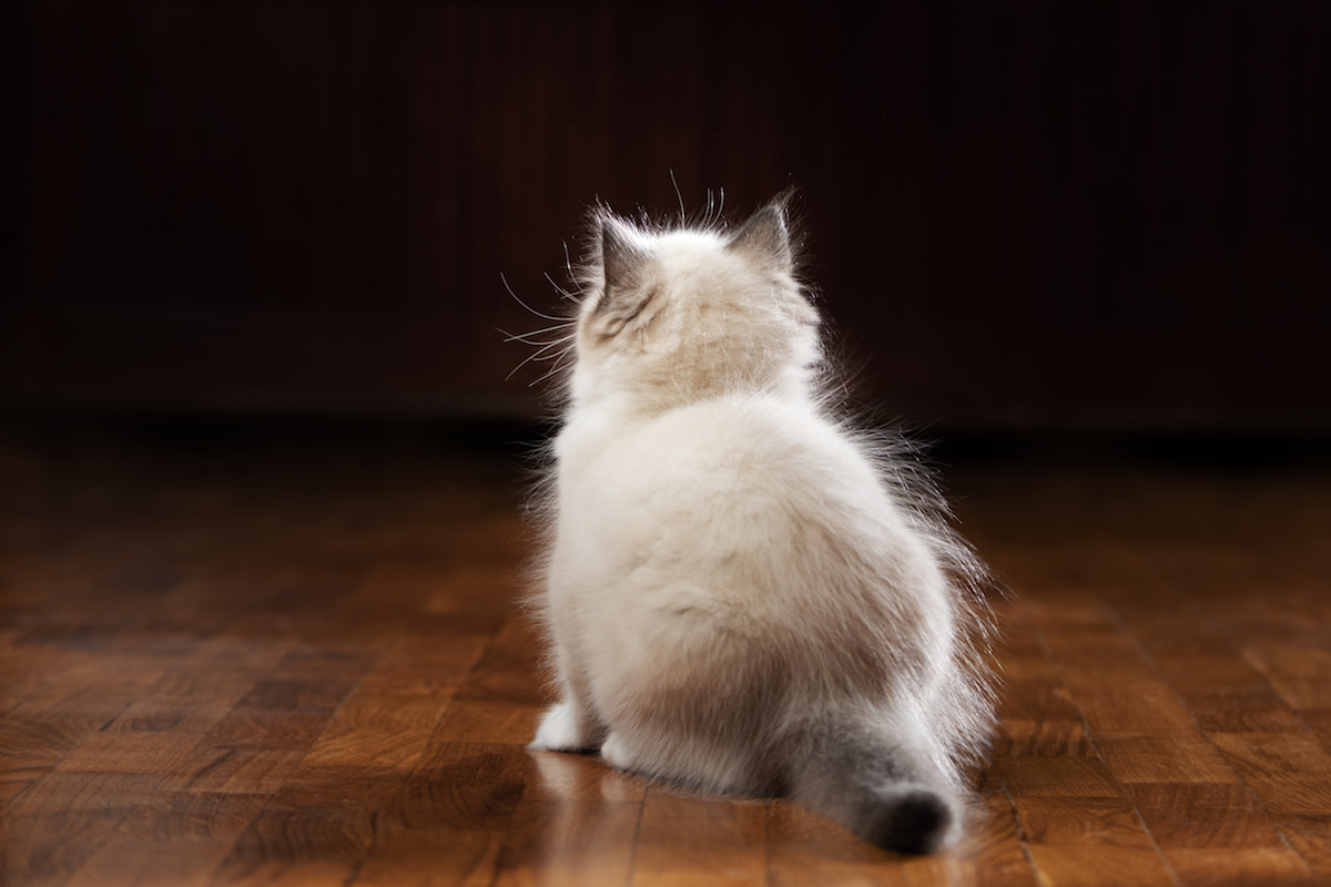 'Scrawny' Ragdoll Cat's Epic Transformation Is a Giant Fluffy Glow-Up