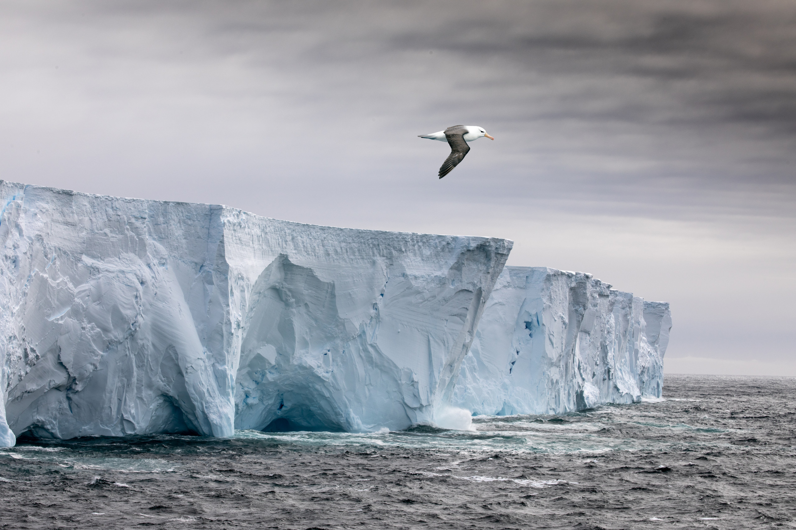 The world’s largest iceberg is on a collision course with a vital ...