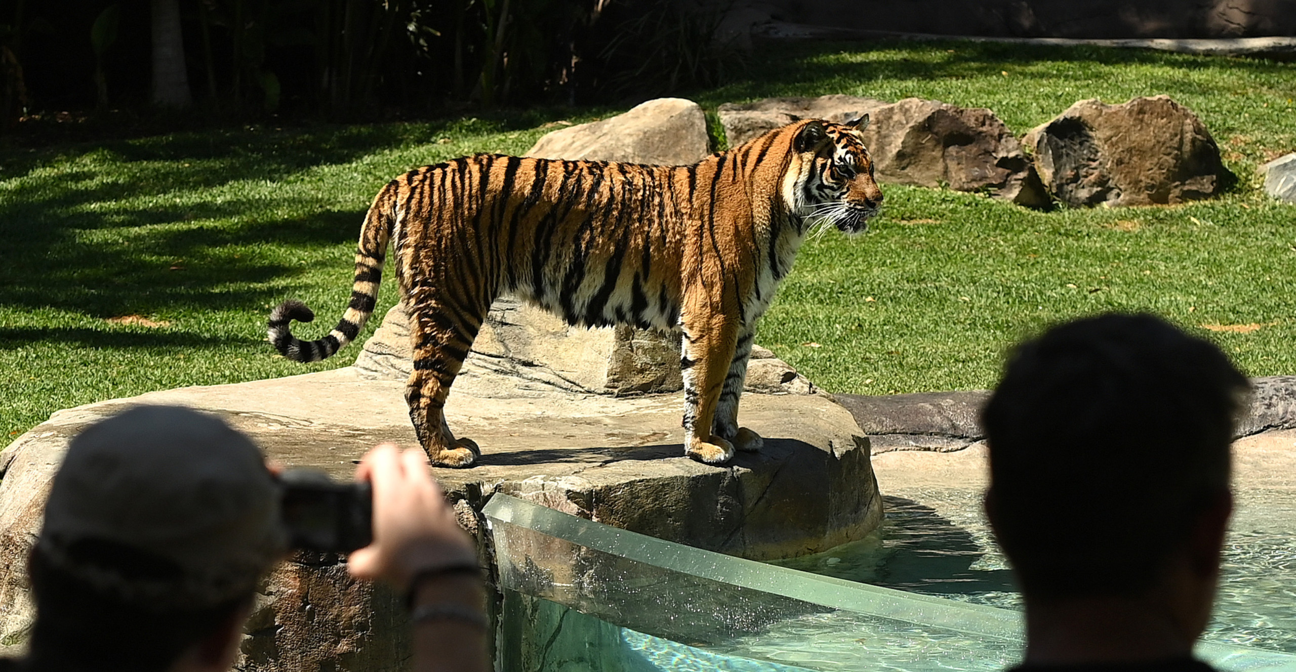 The deadliest zoo attacks in history