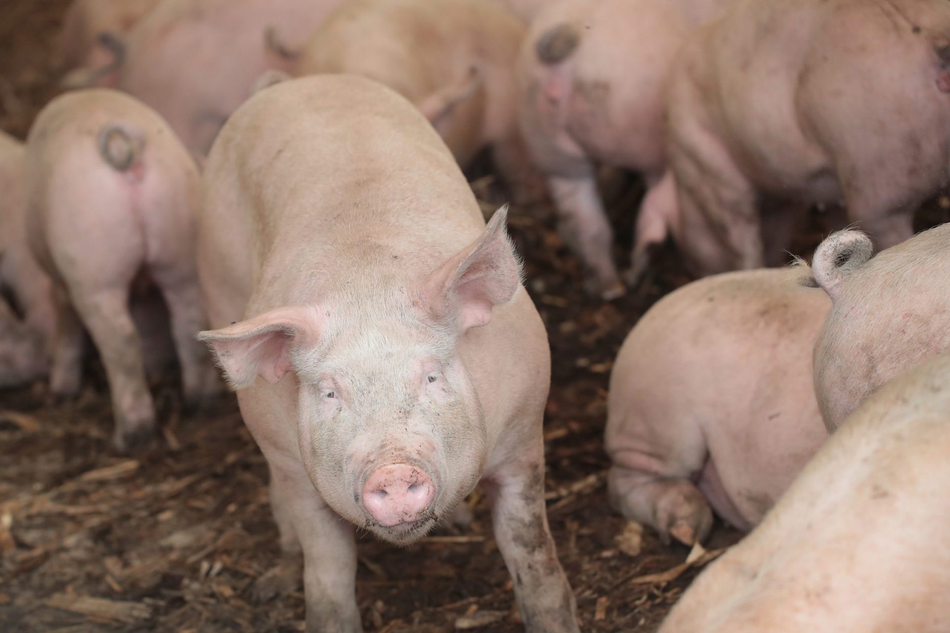 Pigs, mice and rats take a breath from behind