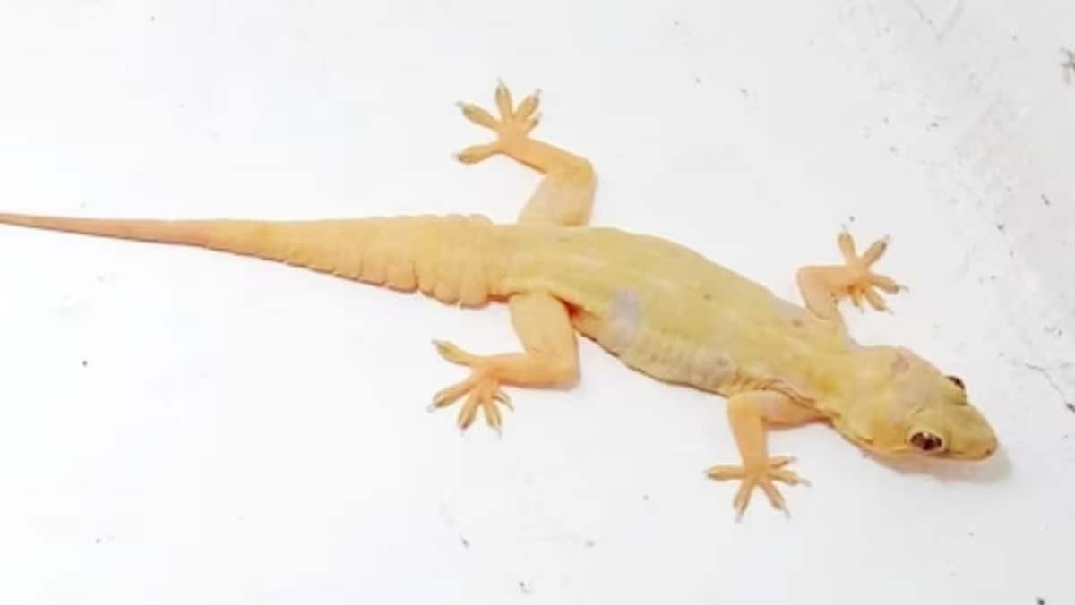 Home remedies for lizards: अब नहीं होना पड़ेगा परेशान, जानें छिपकलियों ...