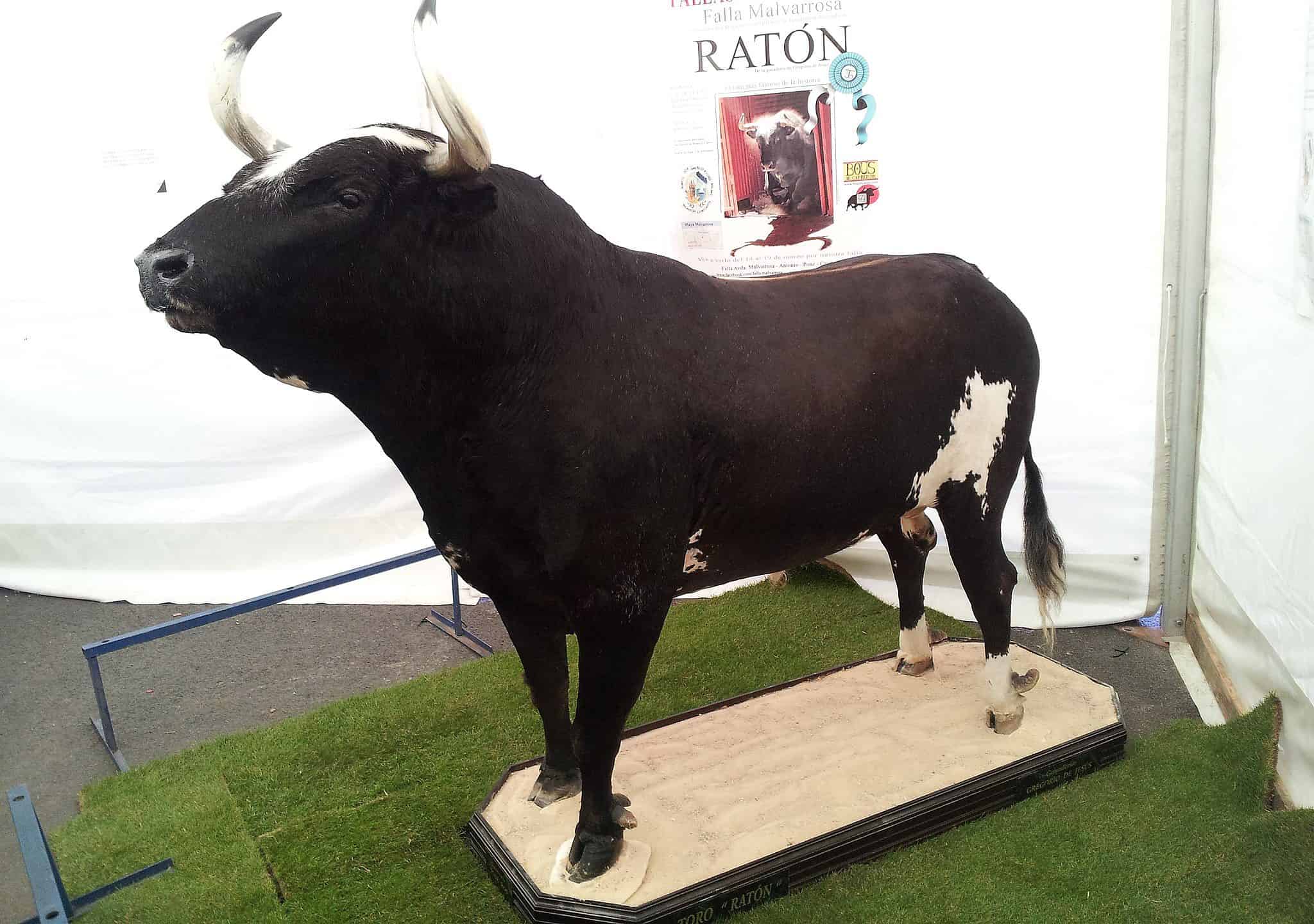 The Most Dangerous Bull in Bullfighting History Killed Three People